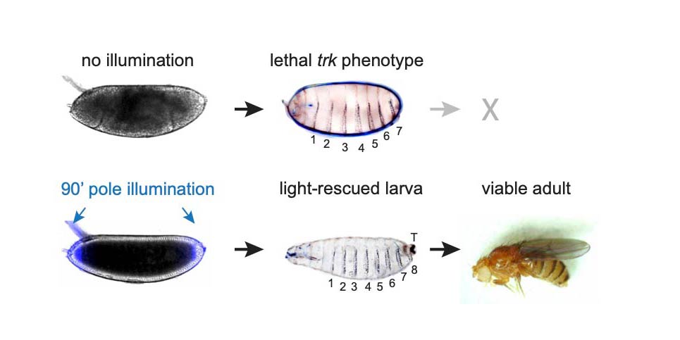 How the fruit fly got its stripes: Researchers explore the precision of ...